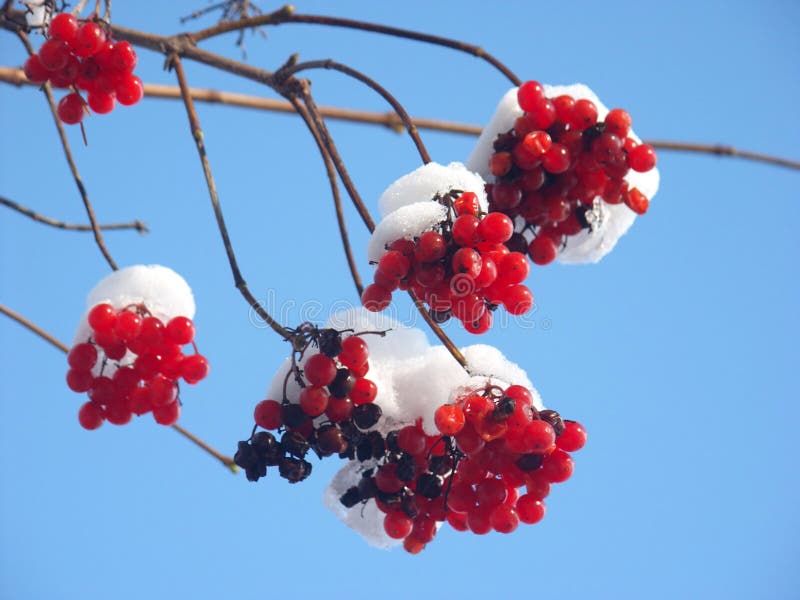 Snow caps on berries stock image. Image of season, branch - 12442791