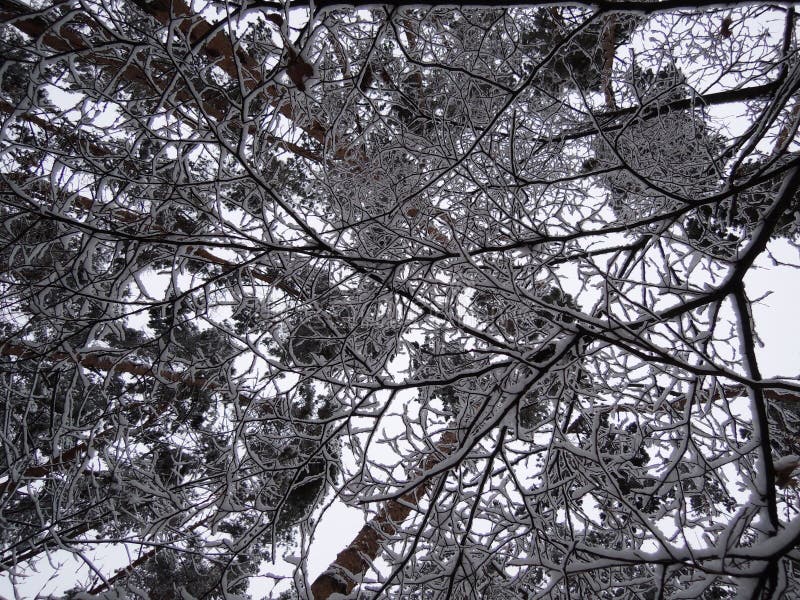 Pattern of Trees Branches Covered with Snow Bottom Point of View Stock ...