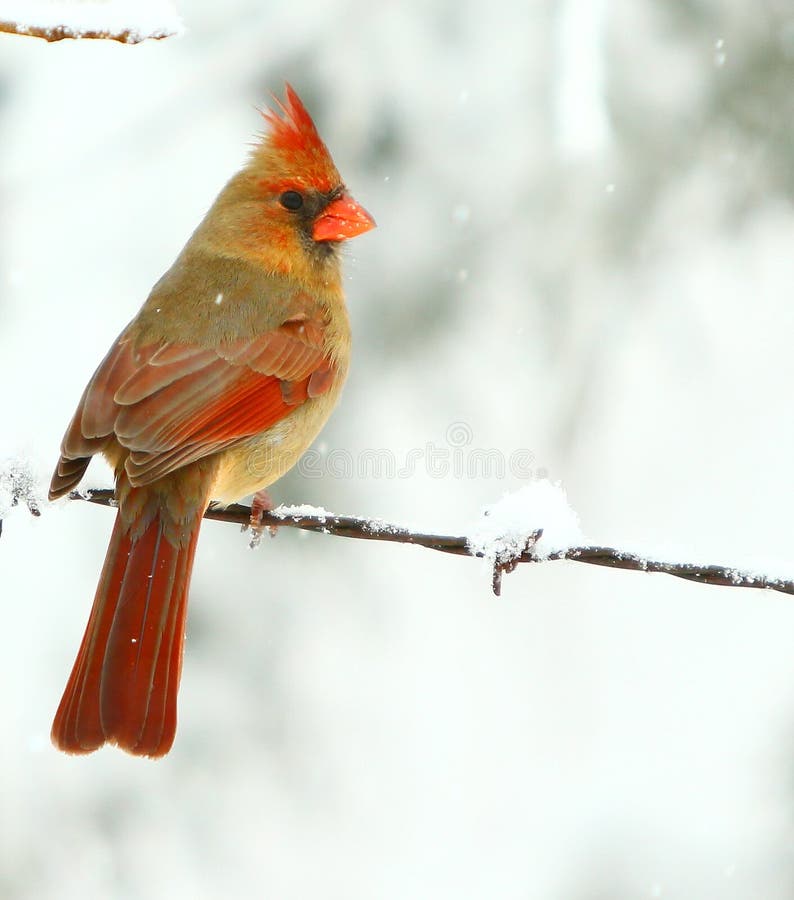 Snow cardinal stock image. Image of wildlife, snow, beautiful - 66001007