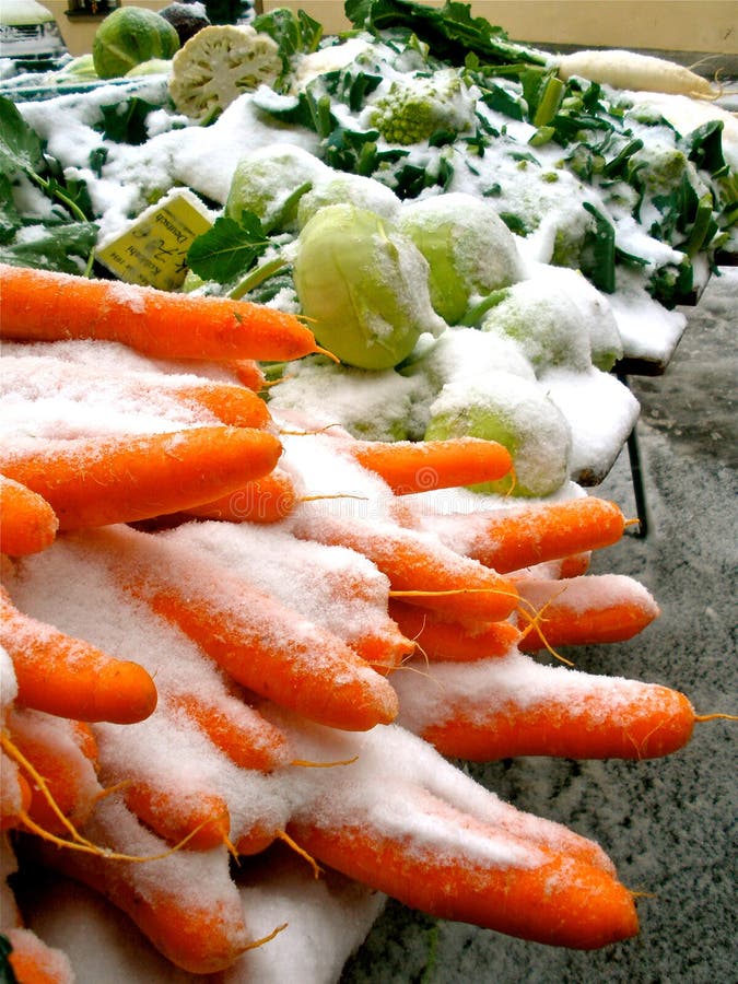 Snow Carrots stock image. Image of gemse, schnee, organic - 27393349