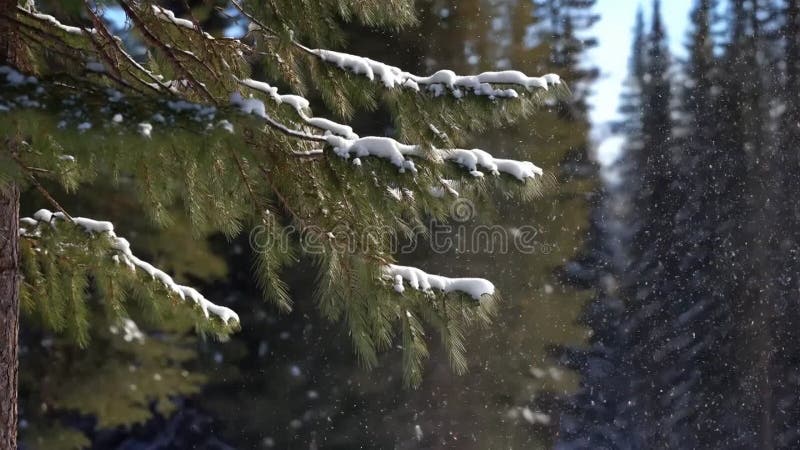 Snow Cascading Down a Pine Tree Branch in a Winter Forest, with ...