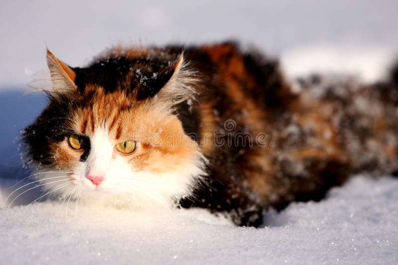 Snow cat stock image. Image of fuzzy, veterinarian, puss - 11965787