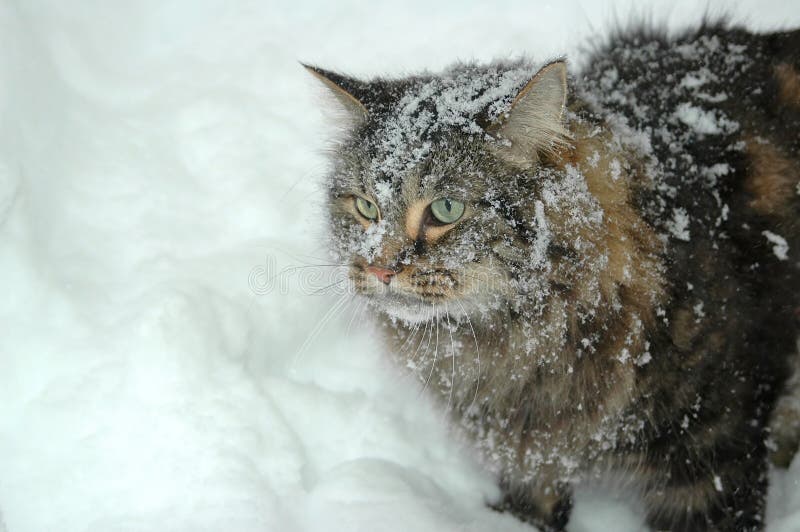 Snow cat stock photo. Image of animals, like, december - 401508