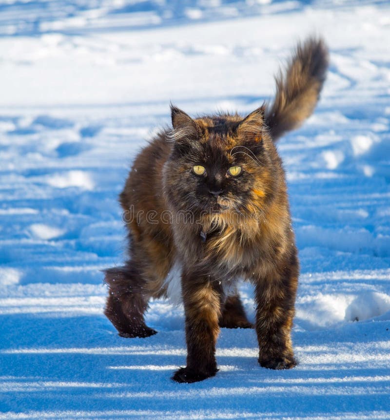 460 Maine Coon Cat Snow Stock Photos - Free & Royalty-Free Stock Photos ...