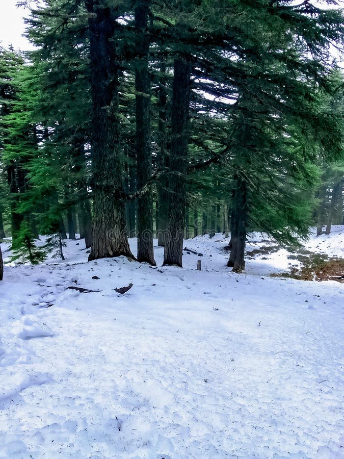 Snow between cedar trees stock image. Image of natural - 265537965