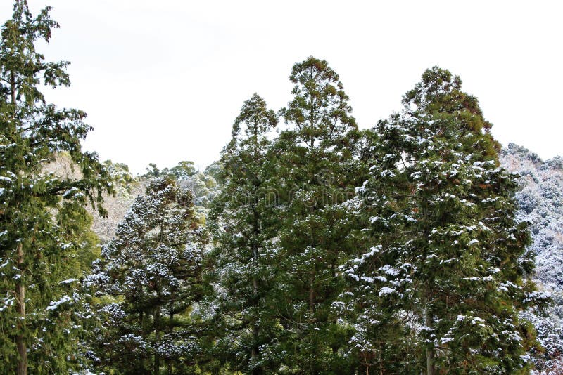 Old Growth Cedars Japan Stock Photos - Free & Royalty-Free Stock Photos ...