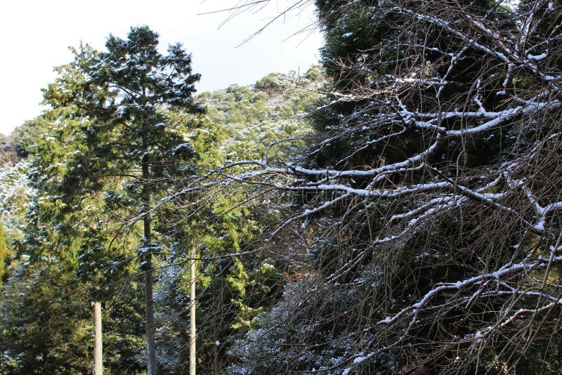 Snow on cedars stock photo. Image of east, beauty, cooling - 109106740