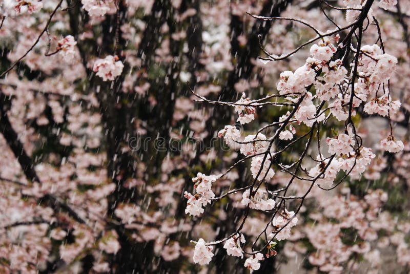 Snow on Cherry Blossom / Sakura Spring Snow Stock Photo - Image of snow ...