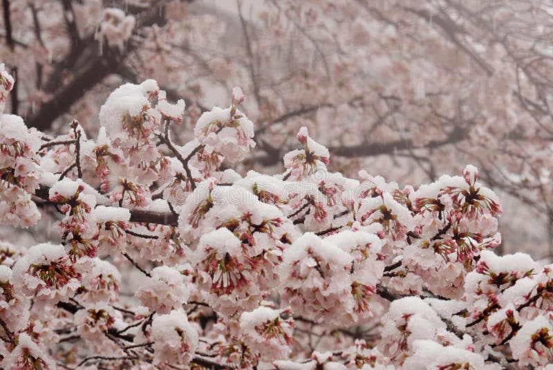 Snow on Cherry Blossom / Sakura Spring Snow Stock Photo - Image of pink ...