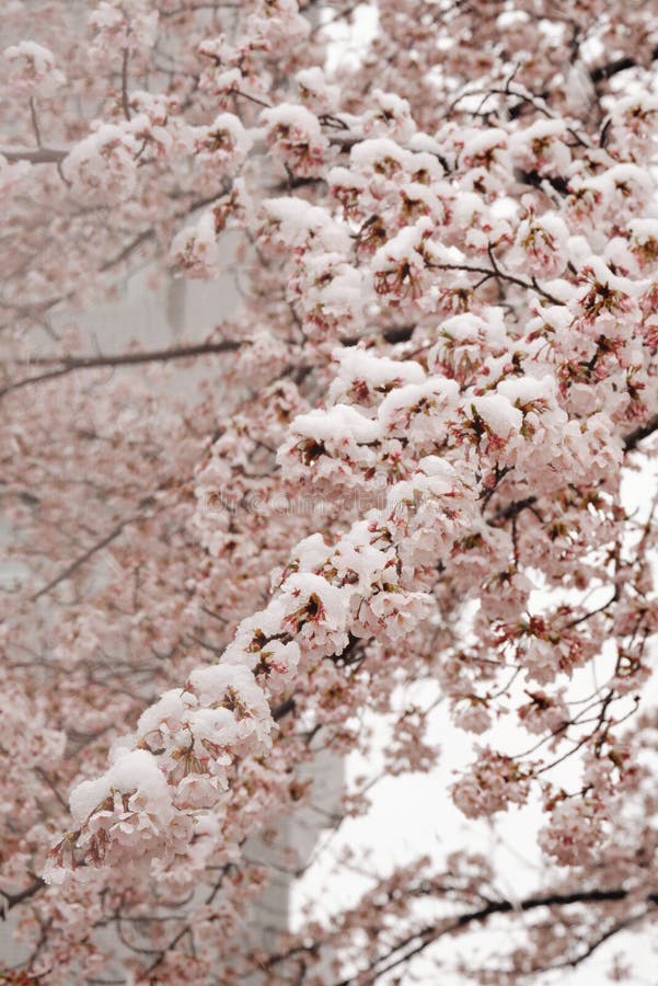 Snow on Cherry Blossom / Sakura Spring Snow Stock Image - Image of pink ...
