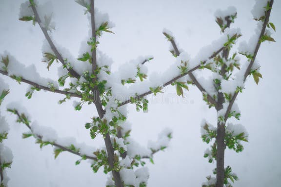 Snow on the cherry stock photo. Image of white, growth - 373890740