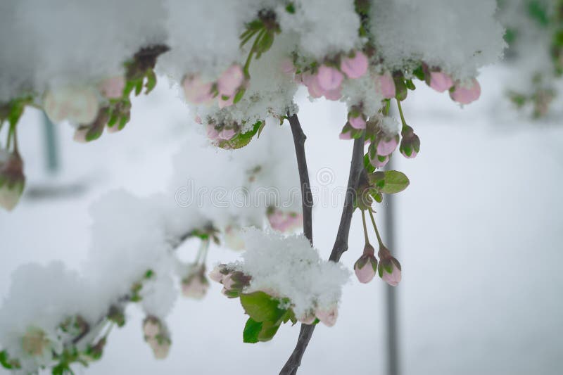 Snow on the cherry stock image. Image of closeup, growth - 373890755