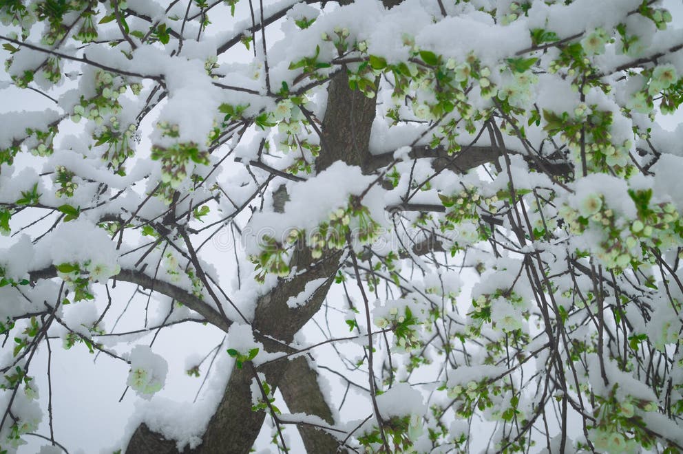 Snow on the cherry stock image. Image of blossom, spring - 373890771