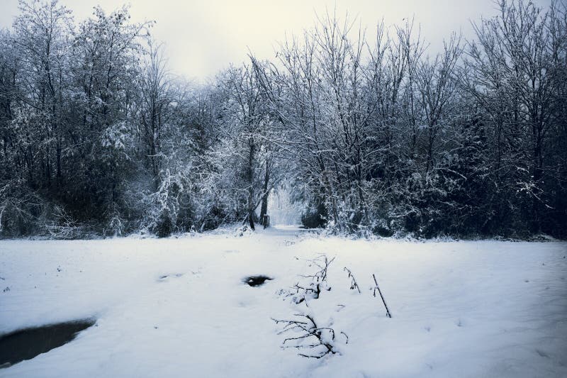 After snow chill stock photo. Image of winter, woodland - 204182968