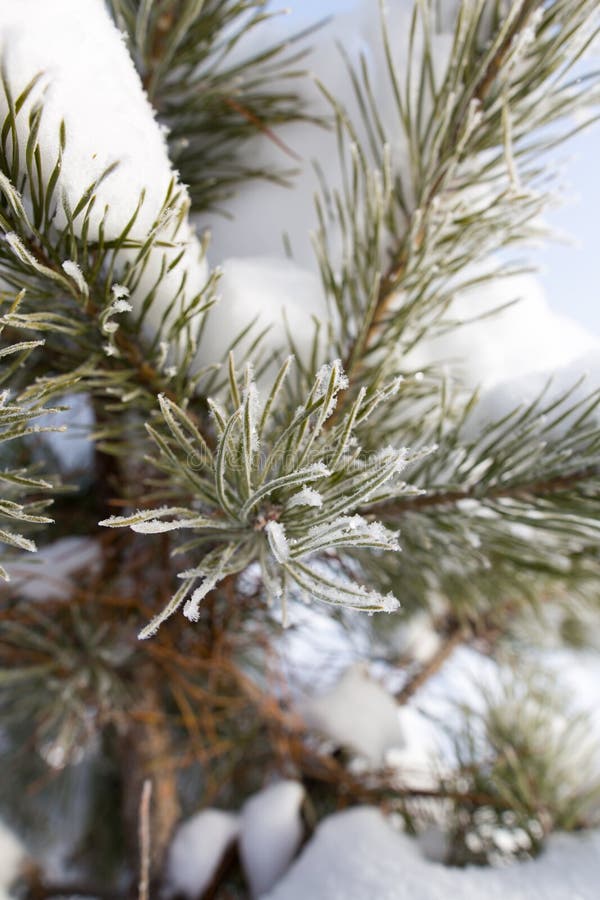 Snow on the Christmas Tree in Winter Stock Photo - Image of branch ...