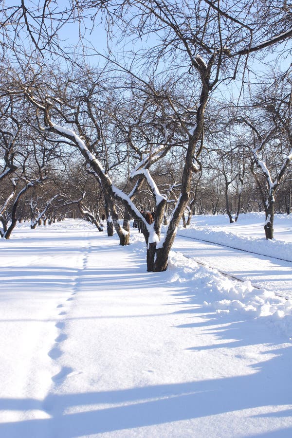 Snow-clad Tree stock image. Image of aple, trees, path - 2030123
