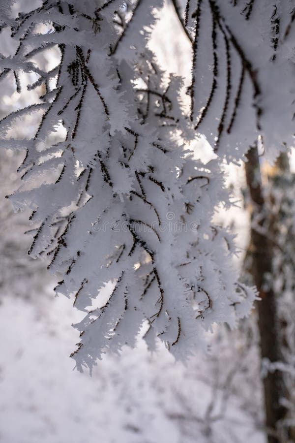 Snow Clings To Bare Branches of Dead Pine Tree Stock Photo - Image of ...