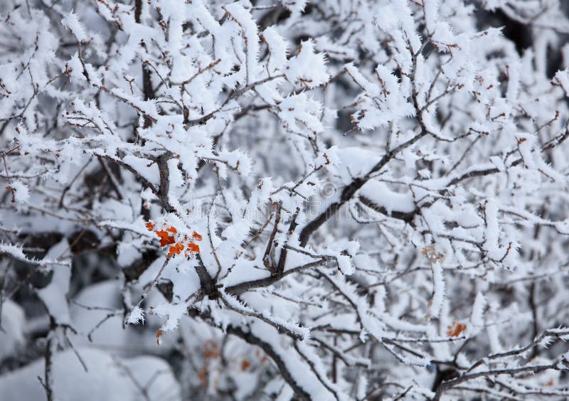 Snow Coated Tree stock image. Image of mountain, desolation - 65004229