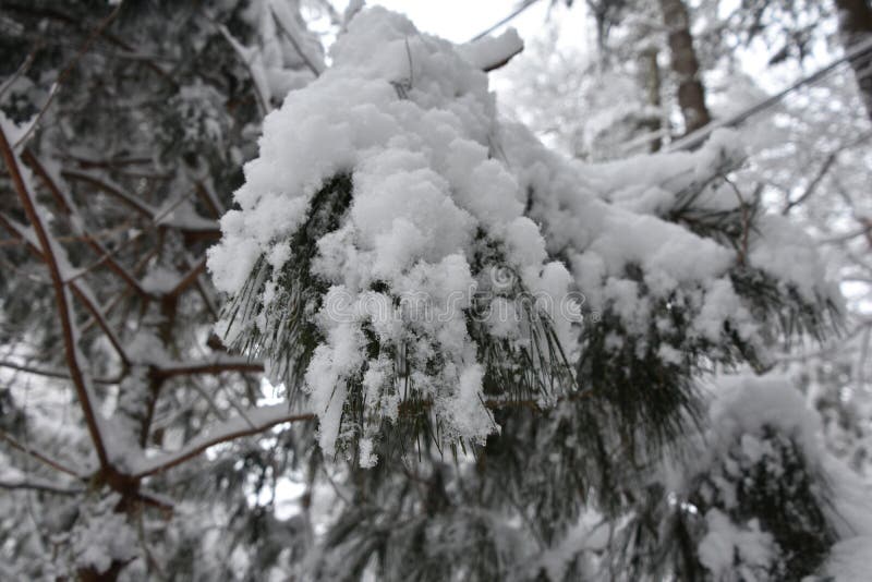Snow Coating and Covering a Pine Tree Stock Photo - Image of cold ...