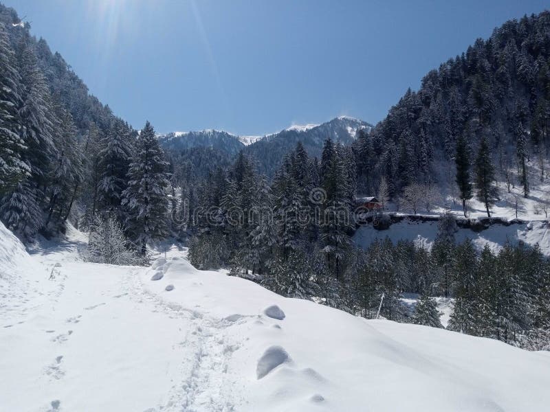 Snow Cold Green Land Beauty Stock Image - Image of land, beauty: 320288855