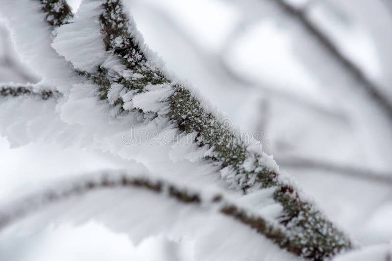 Snow Collected on a Branch stock photo. Image of side - 64789340