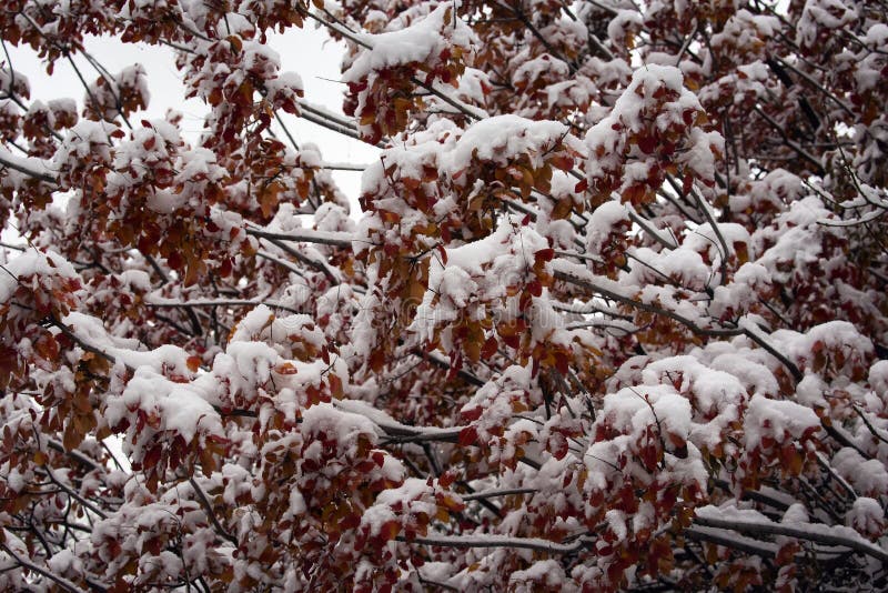 Snow on colored leaves. stock photo. Image of walk, green - 163257206
