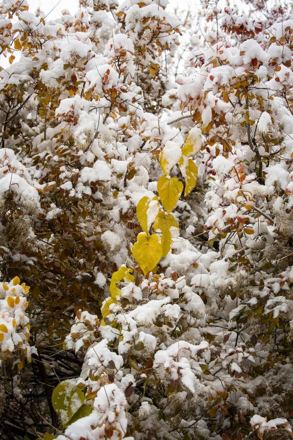 Snow on colored leaves. stock image. Image of warm, motion - 163257489