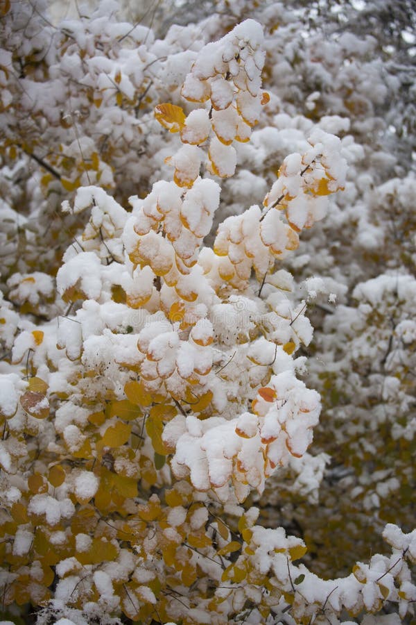 Snow on colored leaves. stock image. Image of texture - 163265717