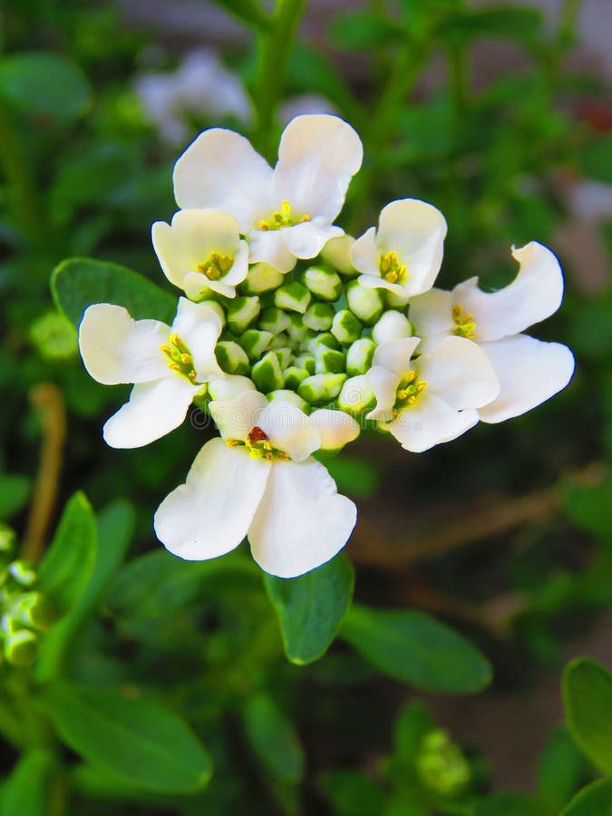 Snow Cone Candytuft Flower stock photo. Image of snow - 102159228
