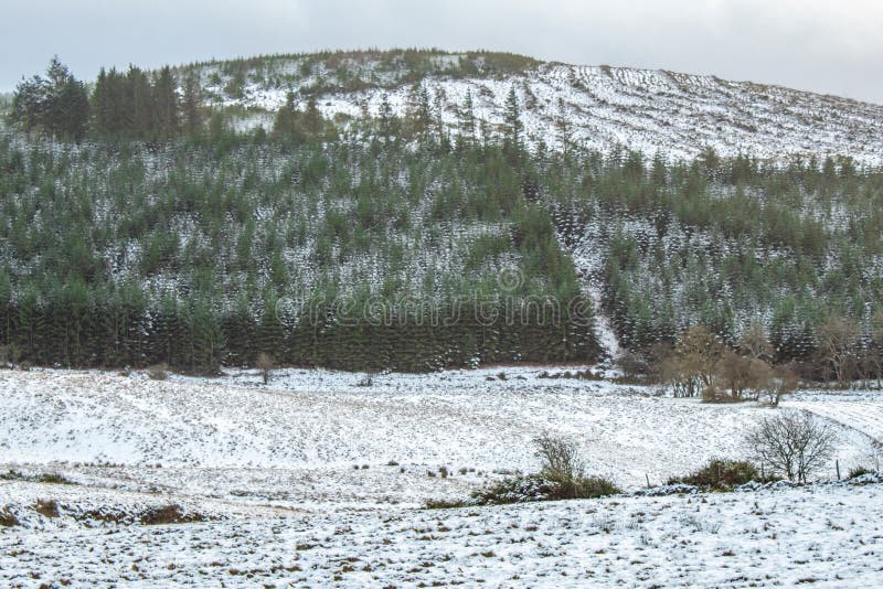 Snow on the Conifers of Mountains in Ireland Stock Photo - Image of ...
