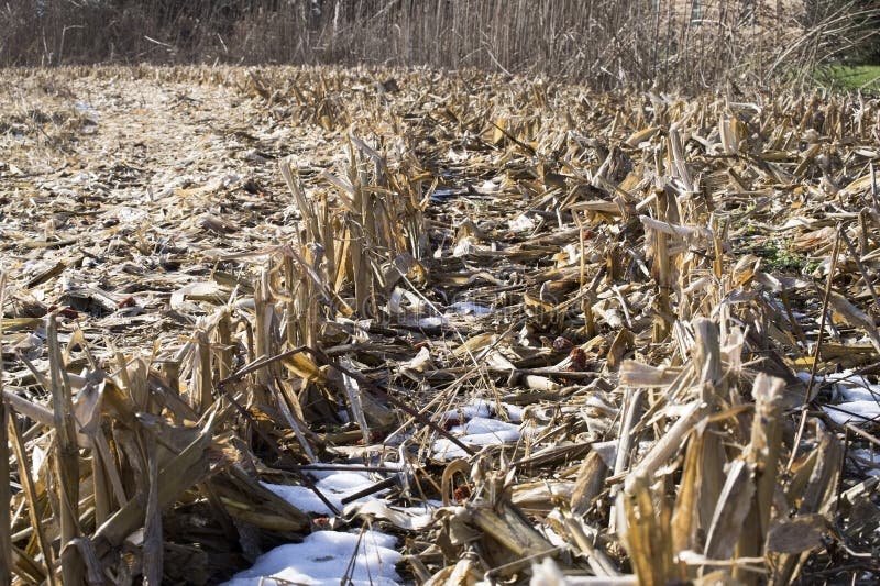 Snow in a corn field stock photo. Image of corn, field - 51978184