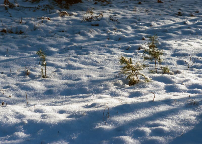 Snow Cover the Ground, Snow Texture, Shadows on the Snow, Plants Under ...