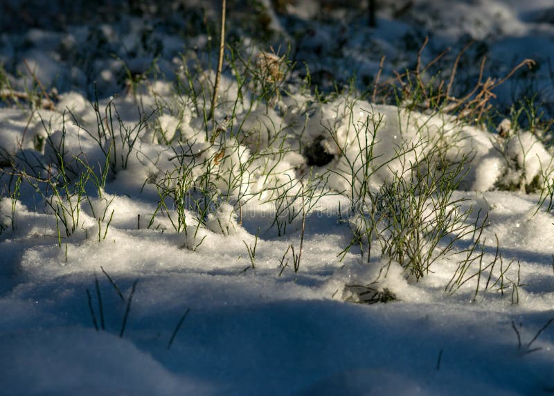 Snow Cover the Ground, Snow Texture, Shadows on the Snow, Plants Under ...
