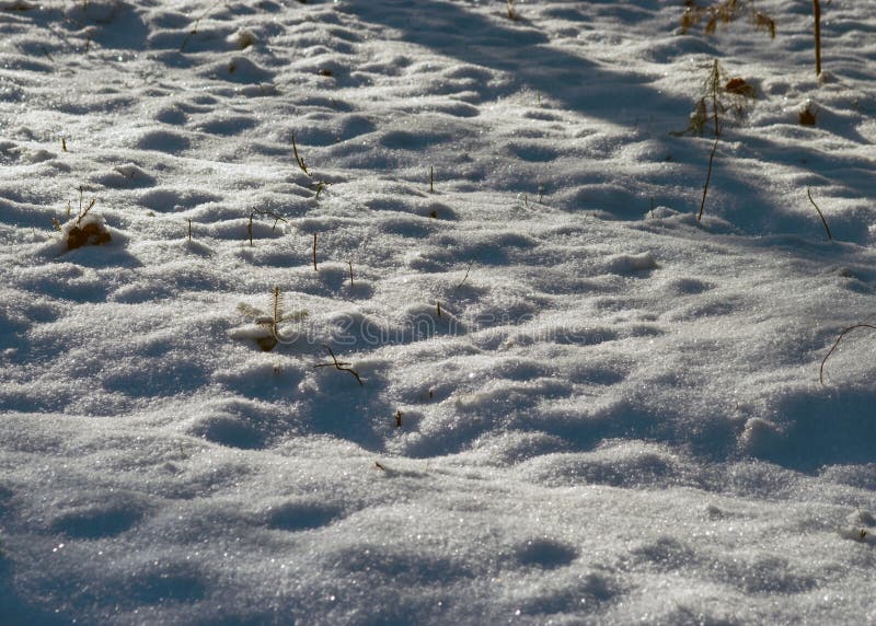 Snow Cover the Ground, Snow Texture, Shadows on the Snow, Plants Under ...