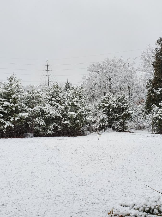 Snow Cover Pine Trees stock photo. Image of cover, trees - 173379622