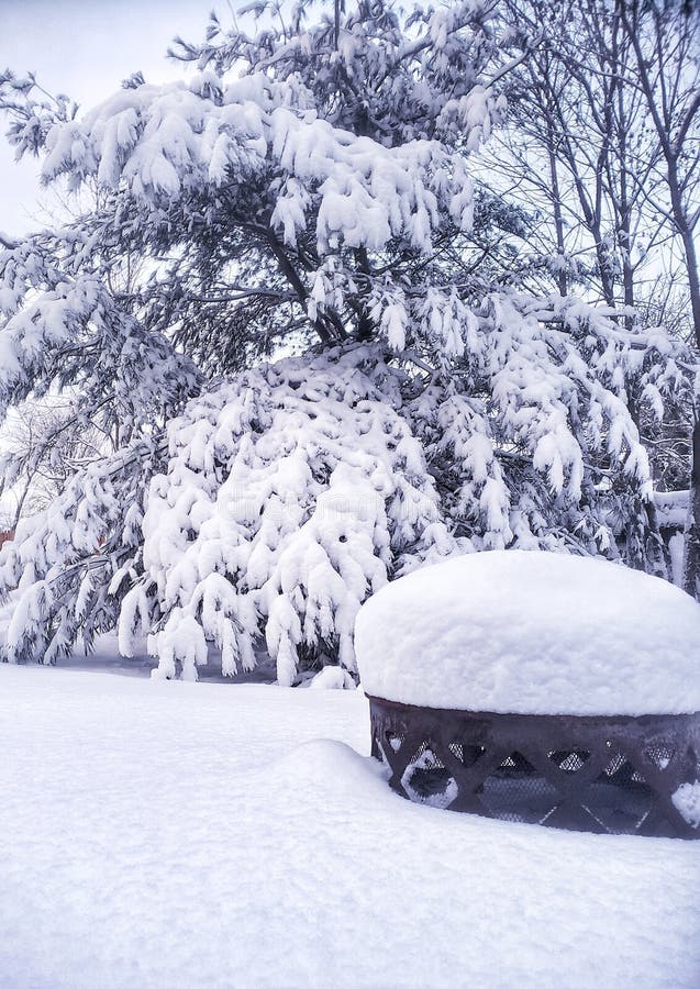 Snow covers the backyard stock photo. Image of nature - 167318686