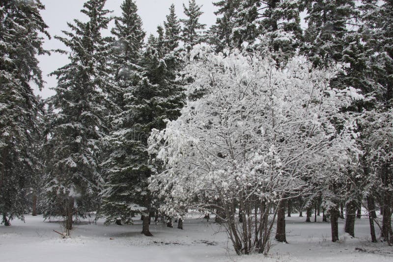 Snow cover tree in forest stock image. Image of john - 11899523