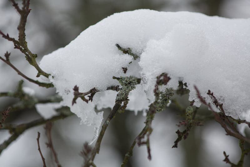 Snow Cover on the Tree in Nature Stock Photo - Image of background ...