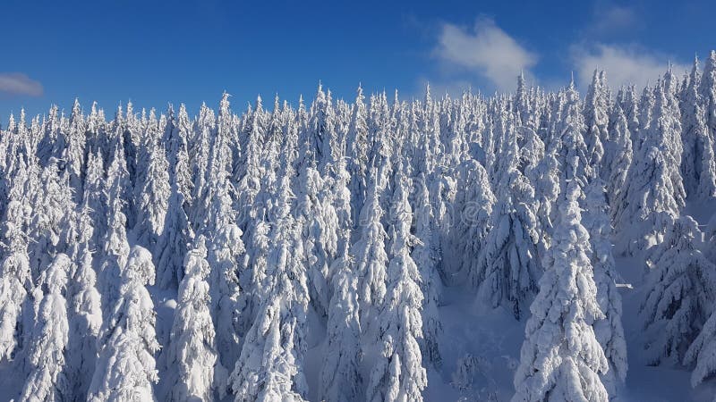 Snow-cover trees stock image. Image of winter, holiday - 144776995