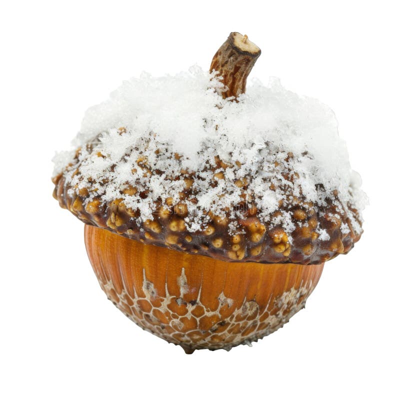 Snow-Covered Acorn with Cap and Stem Stock Image - Illustration of ...