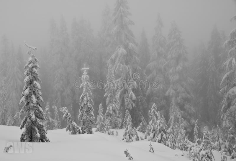 Snow Covered Alpine Trees. stock image. Image of cross - 23569397