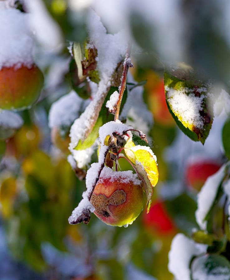Snow Covered Apple Hanging from a Tree. Snow on the Apple. Stock Image ...