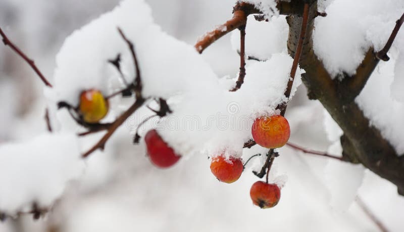Snow Covered Apple Hanging from a Tree. Other Trees in the Background ...