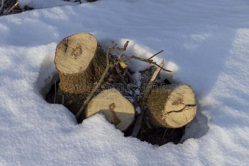 Snow-covered Area Where Trees Were Cut Down for Industry Stock Image ...