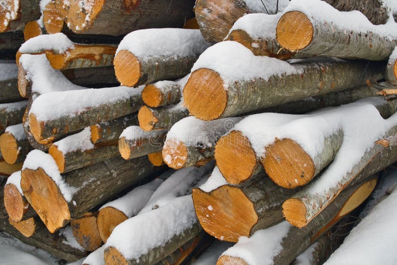 Snow Covered Aspen Tree Logs in Winter Stock Photo - Image of fuel ...