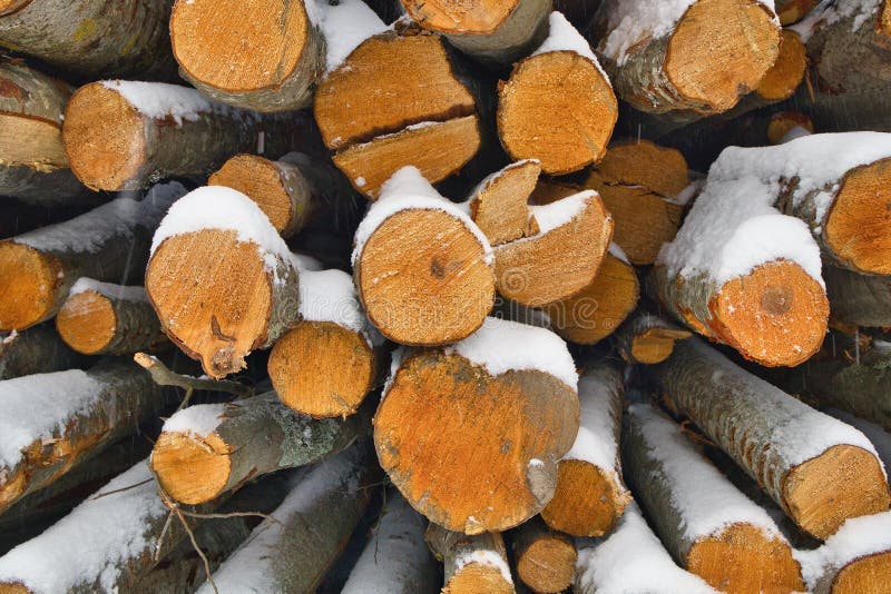 Snow Covered Aspen Tree Logs in Winter Stock Image - Image of nature ...