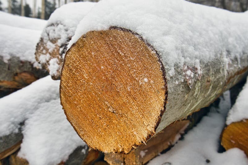 Snow Covered Aspen Tree Logs in Winter Stock Photo - Image of snow ...