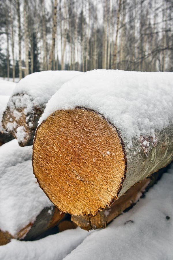 Snow Covered Aspen Tree Logs in Winter Stock Image - Image of renewable ...