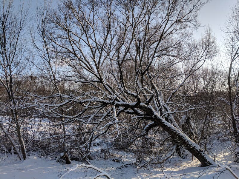Snow bending tree stock image. Image of zhuji, season - 13445039