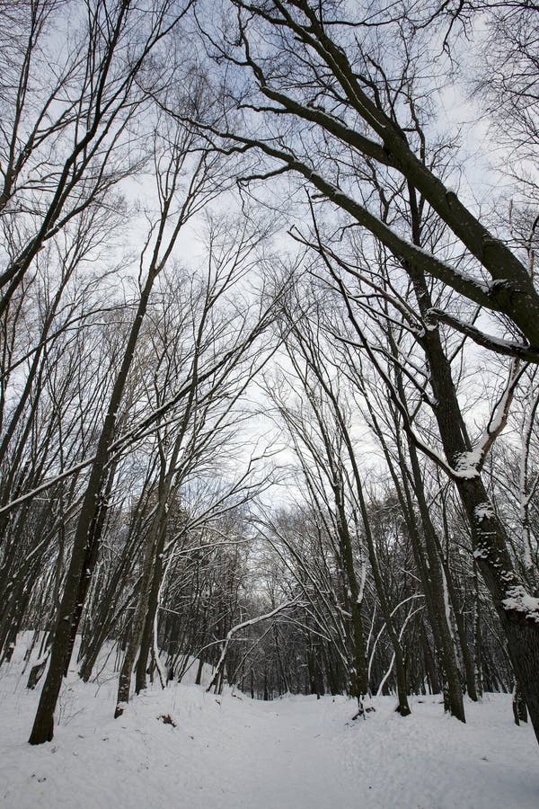 Snow-covered Bare Deciduous Trees in Winter Stock Image - Image of snow ...